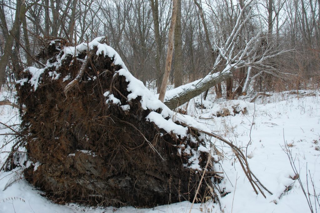 How to Spot and Address Winter Tree Damage Before It’s Too Late - Clean ...