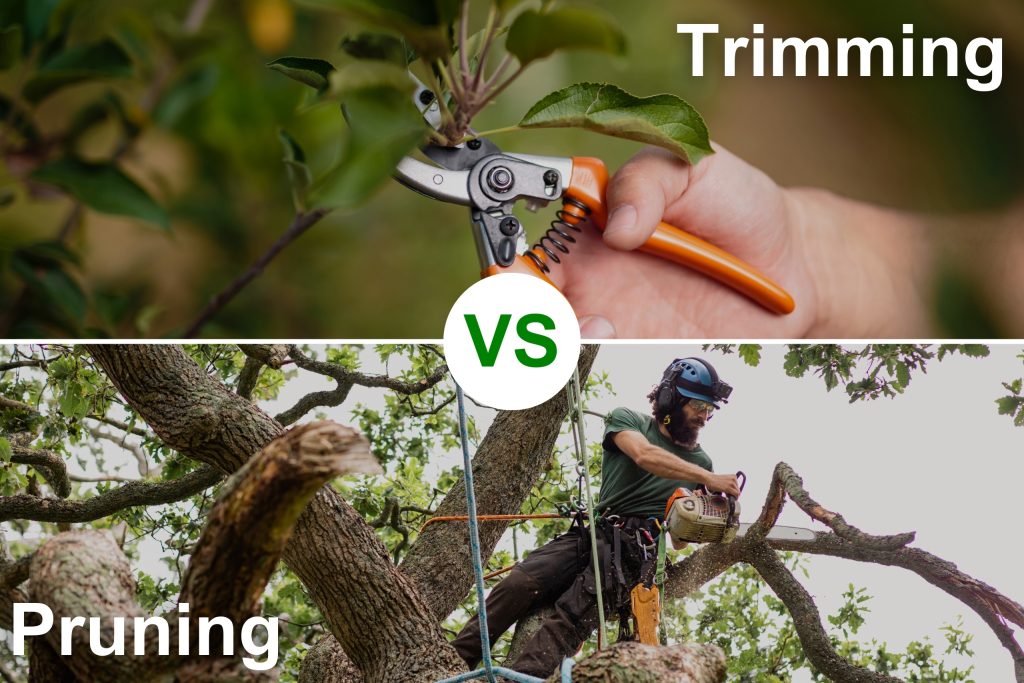 Tree Trimming vs. Tree Pruning: The Difference Explained - Clean Cut Trees